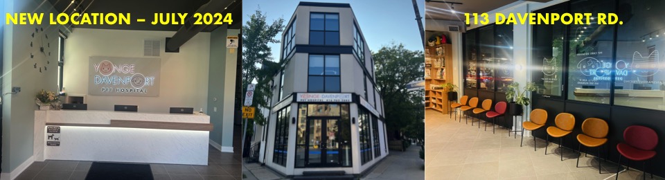Clinic Relocation Details | Yonge-Davenport Pet Hospital, Toronto, Ontario